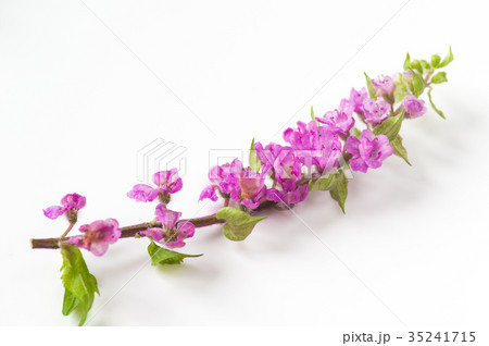 花穂ジソの写真素材 [35241715] - PIXTA