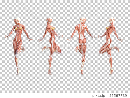 Female dissection muscle 3DCG illustration... - Stock Illustration ...