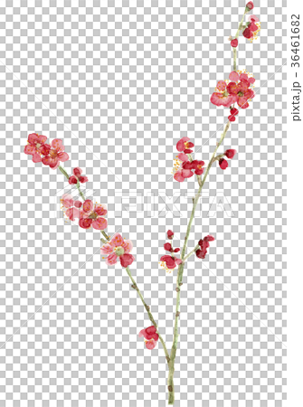 Red plum Ume branch Flower material New Year's... - Stock Illustration ...