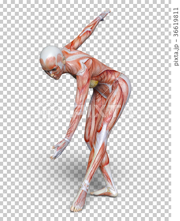 Female human body model - Stock Illustration [36619811] - PIXTA