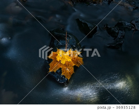 Rotten maple leaf on basalt stone in dark waterの写真素材 [36935128] - PIXTA