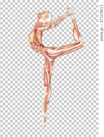 Women in the dance pose Anatomy muscle 3DCG... - Stock Illustration ...