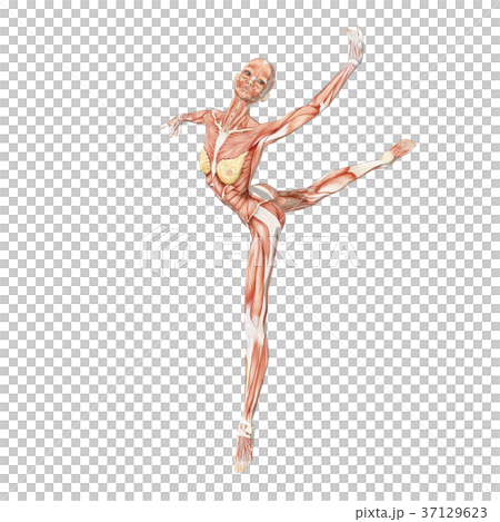 Women in the dance pose Anatomy muscle 3DCG... - Stock Illustration ...