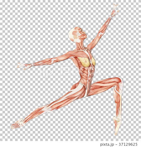 Women in the dance pose Anatomy muscle 3DCG... - Stock Illustration ...