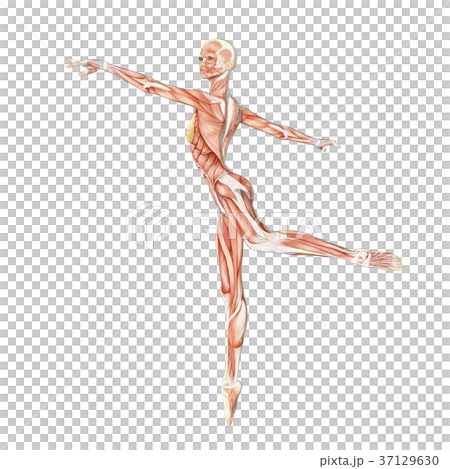 Women in the dance pose Anatomy muscle 3DCG... - Stock Illustration ...