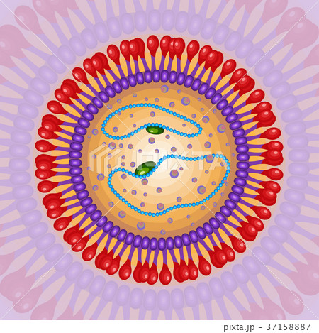 Colourful Parvovirus b19 particle structureのイラスト素材 [37158887] - PIXTA