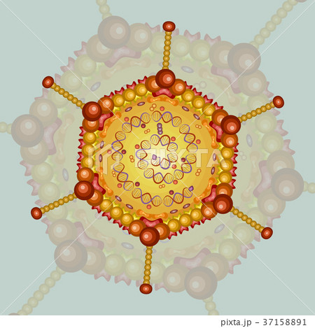 Colourful Parvovirus b19 particle structureのイラスト素材 [37158891] - PIXTA