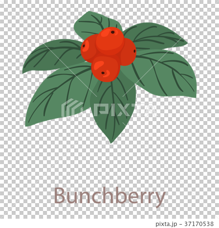 Bunchberry icon, isometric 3d style - Stock Illustration [37170538] - PIXTA