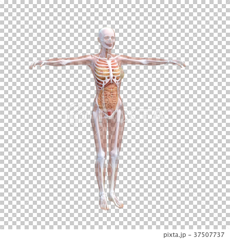 Human body specimen female skeleton and... - Stock Illustration ...