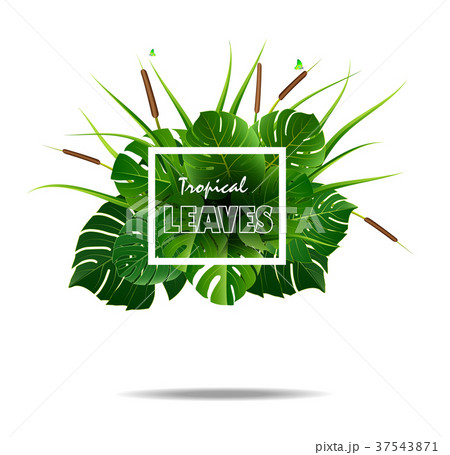 Tropical island Rectangular frame of beautifulのイラスト素材 [37543871] - PIXTA