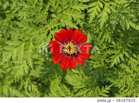 Top view one red flowerの写真素材 [38167935] - PIXTA