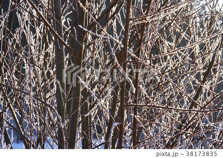 Natural background of young tree branchesの写真素材 [38173835] - PIXTA
