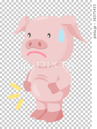 Pigs with anxious stomach belly - Stock Illustration [38375453] - PIXTA