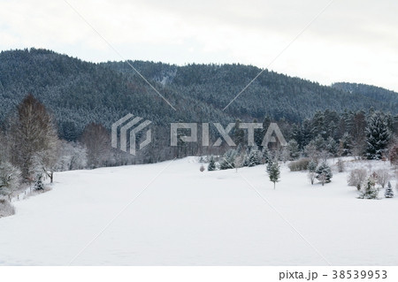 Snow on golf course in winter, forest backgroundの写真素材 [38539953] - PIXTA