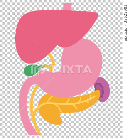 Liver gallbladder stomach spleen pancreas - Stock Illustration ...