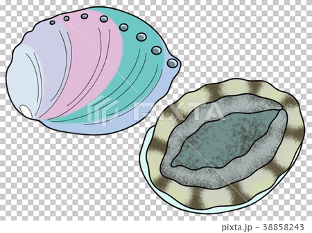 Black Abalone Coloring Book - Stock Illustration [38858243] - PIXTA