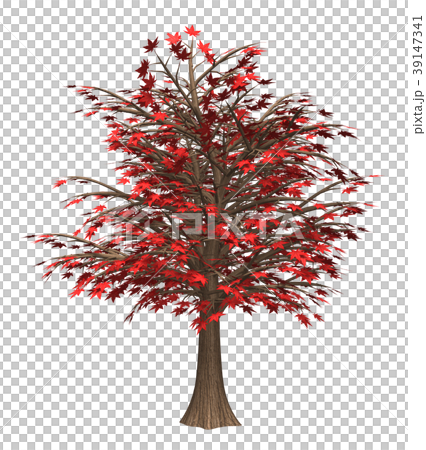 Maple tree - Stock Illustration [39147341] - PIXTA