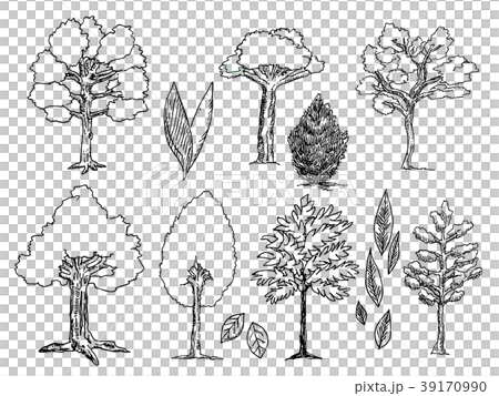 Set of trees line drawing vector illustration - Stock Illustration ...