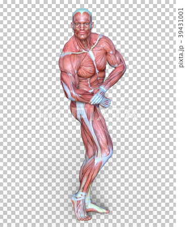 Male human body model - Stock Illustration [39431001] - PIXTA