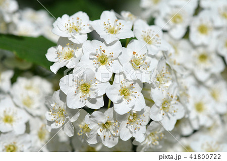 Reeves Spireaの写真素材 [41800722] - PIXTA