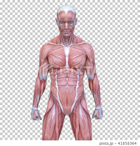 Male human body model - Stock Illustration [41858364] - PIXTA