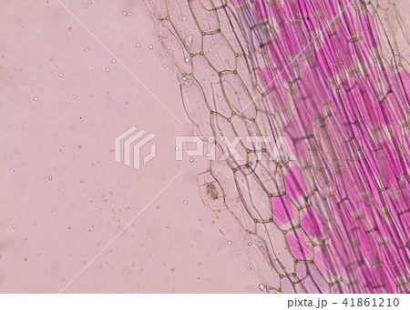 Pink plants cells.の写真素材 [41861210] - PIXTA
