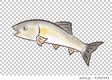 Ayu - Stock Illustration [41892443] - PIXTA