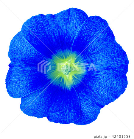 blue yellow flower lavatera isolated on white の写真素材 [42401553] - PIXTA