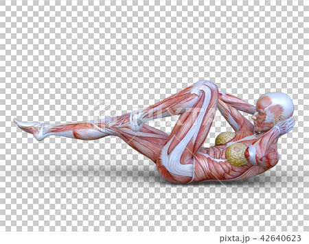 Female human body model - Stock Illustration [42640623] - PIXTA