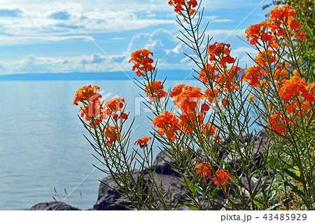 オレンジ色の菜の花 （Orange rape flower）の写真素材 [43485929] - PIXTA