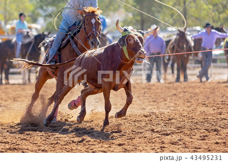 Australian Team Calf Roping Rodeo Eventの写真素材 [43495231] - PIXTA