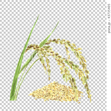 Rice panicle and rice - Stock Illustration [43735405] - PIXTA