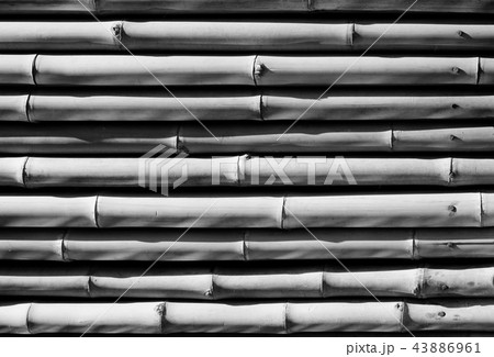 Many of bamboo logs texture in Balck and Whiteの写真素材 [43886961] - PIXTA