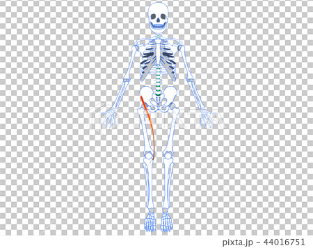 Sewing worker's muscle - Stock Illustration [44016751] - PIXTA