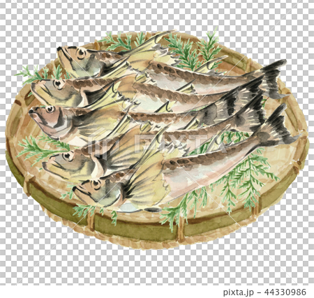 5 eels on a colander Hata Hata Fish Sasaki Hiba... - Stock Illustration ...