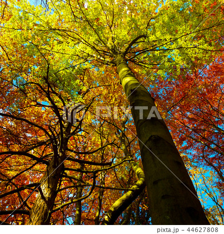 Colorful treetops in the beautiful autumn forestの写真素材 [44627808] - PIXTA