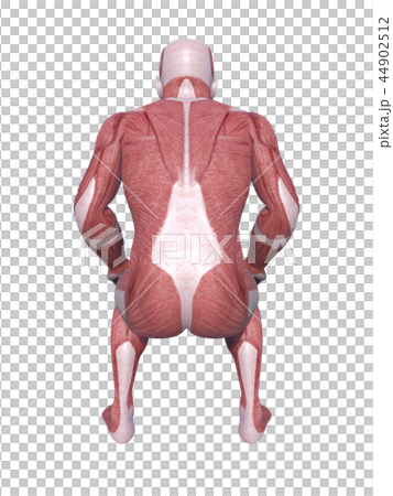 Person muscle man bending back - Stock Illustration [44902512] - PIXTA