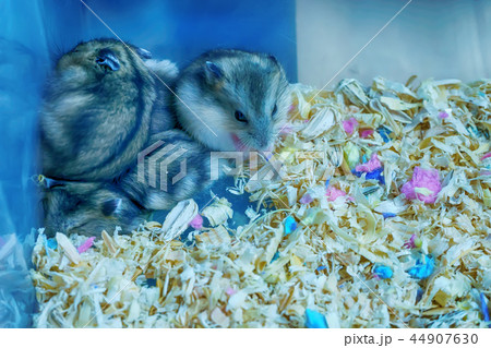 Fat-tailed Gerbil Or Pachyuromys Duprasi 7988020 Stock, 44% OFF