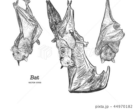 Bat Drawing How To Draw A Bat Step By Step | Gathered