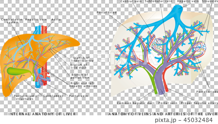 Liver Circulatory System.eps - Stock Illustration [45032484] - PIXTA