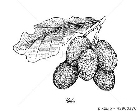 Hand Drawn of Korlan Fruits on White Backgroundのイラスト素材 [45960376] - PIXTA