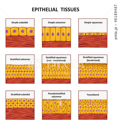 Epithelial Tissue Types Chart