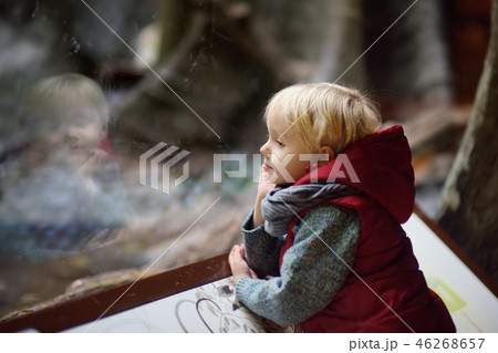 Boy watching animals through the glass in zooの写真素材 [46268657] - PIXTA