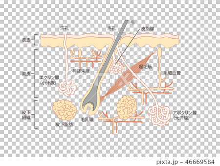 How the skin works Pore pores and sebaceous... - Stock Illustration ...