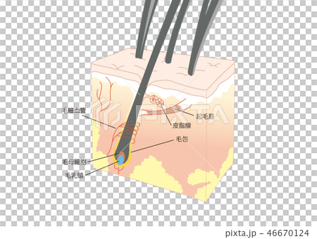 Cross-sectional view of the hair root - Stock Illustration [46670124 ...