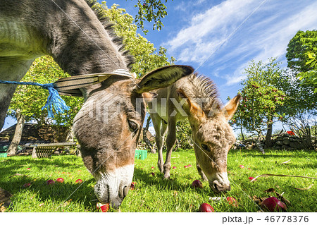 Donkeys eating red apples from a lawnの写真素材 [46778376] - PIXTA