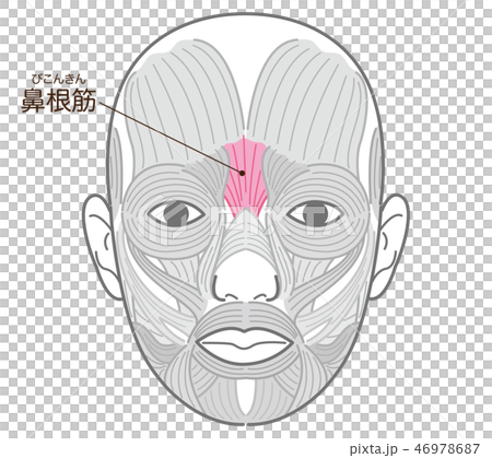 Rhinus musculature - Stock Illustration [46978687] - PIXTA