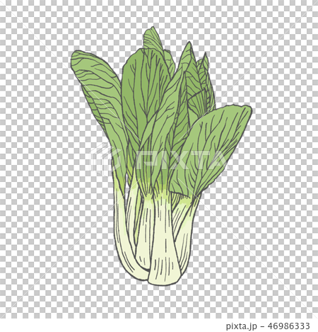 Illustration of pak choi - Stock Illustration [46986333] - PIXTA