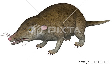 アデロバシレウスのイラスト素材 [47160405] - PIXTA