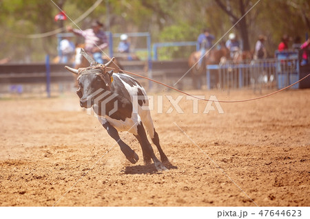 Australian Team Calf Roping Rodeo Eventの写真素材 [47644623] - PIXTA
